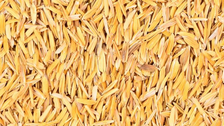 5 Things to Know About Trading Rough Rice Futures from CBOT - Orient ...